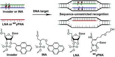 Head-to-head comparison of LNA, MPγPNA, INA and Invader probes ...