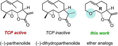 Synthesis and biological profiling of parthenolide ether analogs ...