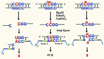 Highly sensitive quantification of site-specific 5 ...