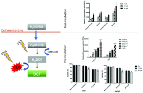 Implications of dichlorofluorescein photoinstability for detection of ...