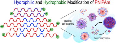 Tuning PNIPAm self-assembly and thermoresponse: roles of hydrophobic ...