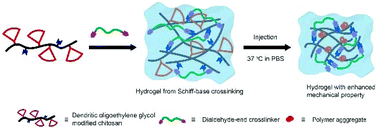 Thermoresponsive dendronized chitosan-based hydrogels as injectable ...