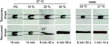 A body temperature and water-induced shape memory hydrogel with ...