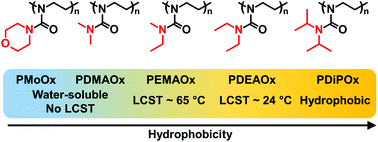 Poly(2-amino-2-oxazoline)s: a new class of thermoresponsive polymers ...