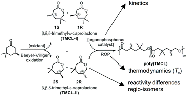 Organocatalyzed ring opening polymerization of regio-isomeric lactones ...