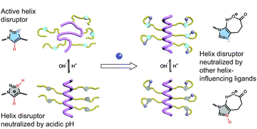 Manipulating the helix–coil transition profile of synthetic ...