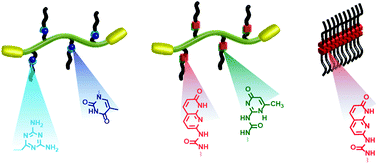 Order–disorder transition in supramolecular polymer combs/brushes with ...
