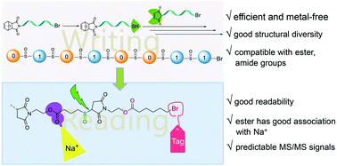 Engineering digital polymer based on thiol–maleimide Michael coupling ...