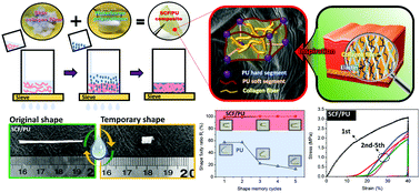 A skin inspired bio-smart composite with water responsive shape memory ...