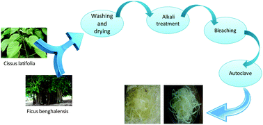 New-fangled sources of cellulose extraction: comparative study of the ...