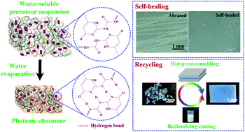 Self-healing and recyclable photonic elastomers based on a water ...