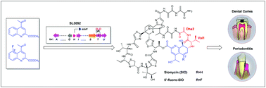 Optimal design of thiostrepton-derived thiopeptide antibiotics and ...