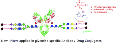 New linker structures applied in glycosite-specific antibody drug ...