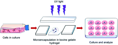 Synthesis and characterization of photocrosslinkable hydrogels from ...