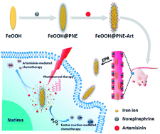 Poly(norepinephrine)-coated FeOOH nanoparticles as carriers of ...
