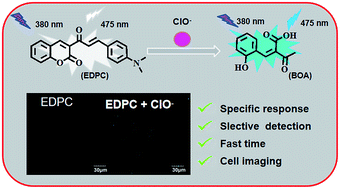 A highly specific and sensitive turn-on fluorescence probe for hypochlorite detection and its ...