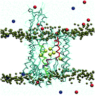 A molecular dynamics study on the resilience of Sec61 channel from open ...