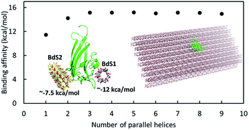 Interaction of carbohydrate binding module 20 with starch substrates ...