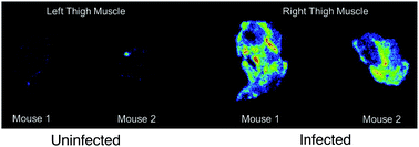 Translation of ceragenin affinity for bacteria to an imaging reagent ...