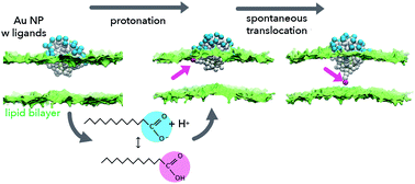 Anionic nanoparticle-lipid membrane interactions: the protonation of ...