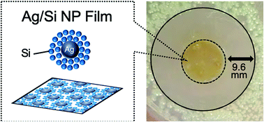 Silver nanoparticles stabilized with a silicon nanocrystal shell and ...