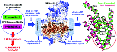 Structure and dynamics of γ-secretase with presenilin 2 compared to ...