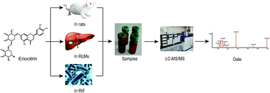 A comprehensive study of eriocitrin metabolism in vivo and in vitro ...
