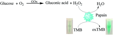 Peroxidase Reaction With Hydrogen Peroxide