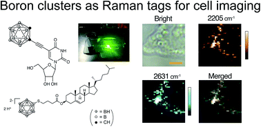 Raman cell imaging with boron cluster molecules conjugated with ...