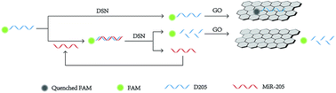 Signal amplification method for miR-205 assay through combining ...