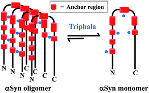 Triphala inhibits alpha-synuclein fibrillization and their interaction ...