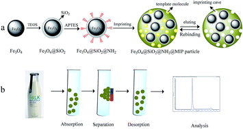 Magnetic molecularly imprinted polymers for the detection of ...