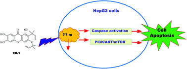 Retracted Article: Synthesis of xanthone derivatives and anti ...