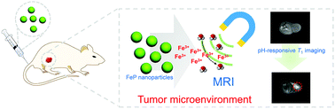 Iron phosphide nanoparticles as a pH-responsive T1 contrast agent for ...