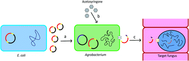 Advances in targeting and heterologous expression of genes involved in ...