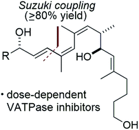 Suzuki coupling-based synthesis of VATPase inhibitor archazolid natural ...