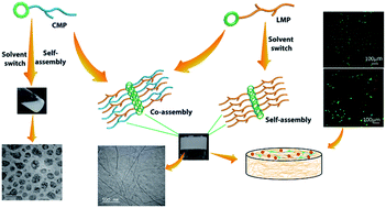 Designing a bioactive scaffold from coassembled collagen–laminin short ...
