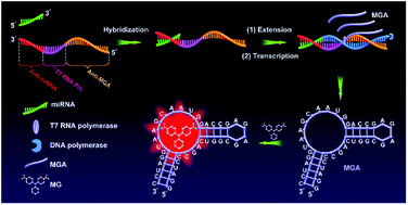 A label-free aptamer-based biosensor for microRNA detection by the RNA ...