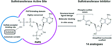 Structure-based design of nucleoside-derived analogues as ...