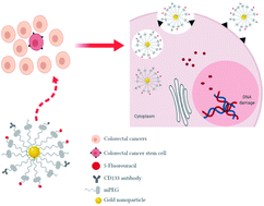 Colorectal cancer stem cells: a review of targeted drug delivery by ...