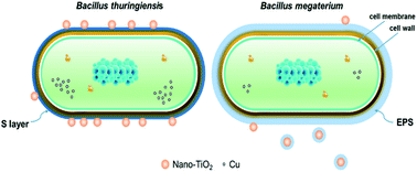 Effect of TiO2-nanoparticles on copper toxicity to bacteria: role of ...