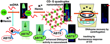 Carbon dot mediated G quadruplex nano-network formation for enhanced ...