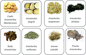 Recent developments in detoxication techniques for aristolochic acid ...