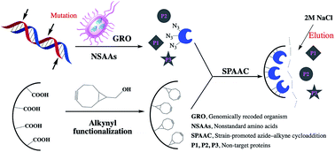 Stable immobilization of aldehyde ketone reductase mutants containing ...