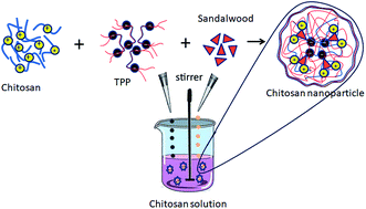 α-Santalol functionalized chitosan nanoparticles as efficient ...