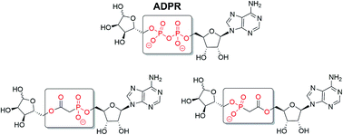 Synthesis of phosphonoacetate analogues of the second messenger ...