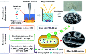 A novel nanoparticle loaded with methyl caffeate and caffeic acid ...