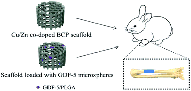 Repair of segmental rabbit radial defects with Cu/Zn co-doped calcium ...