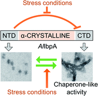N- and C-terminal regions of the small heat shock protein IbpA from ...