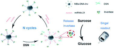 Dual signal amplification for microRNA-21 detection based on duplex ...